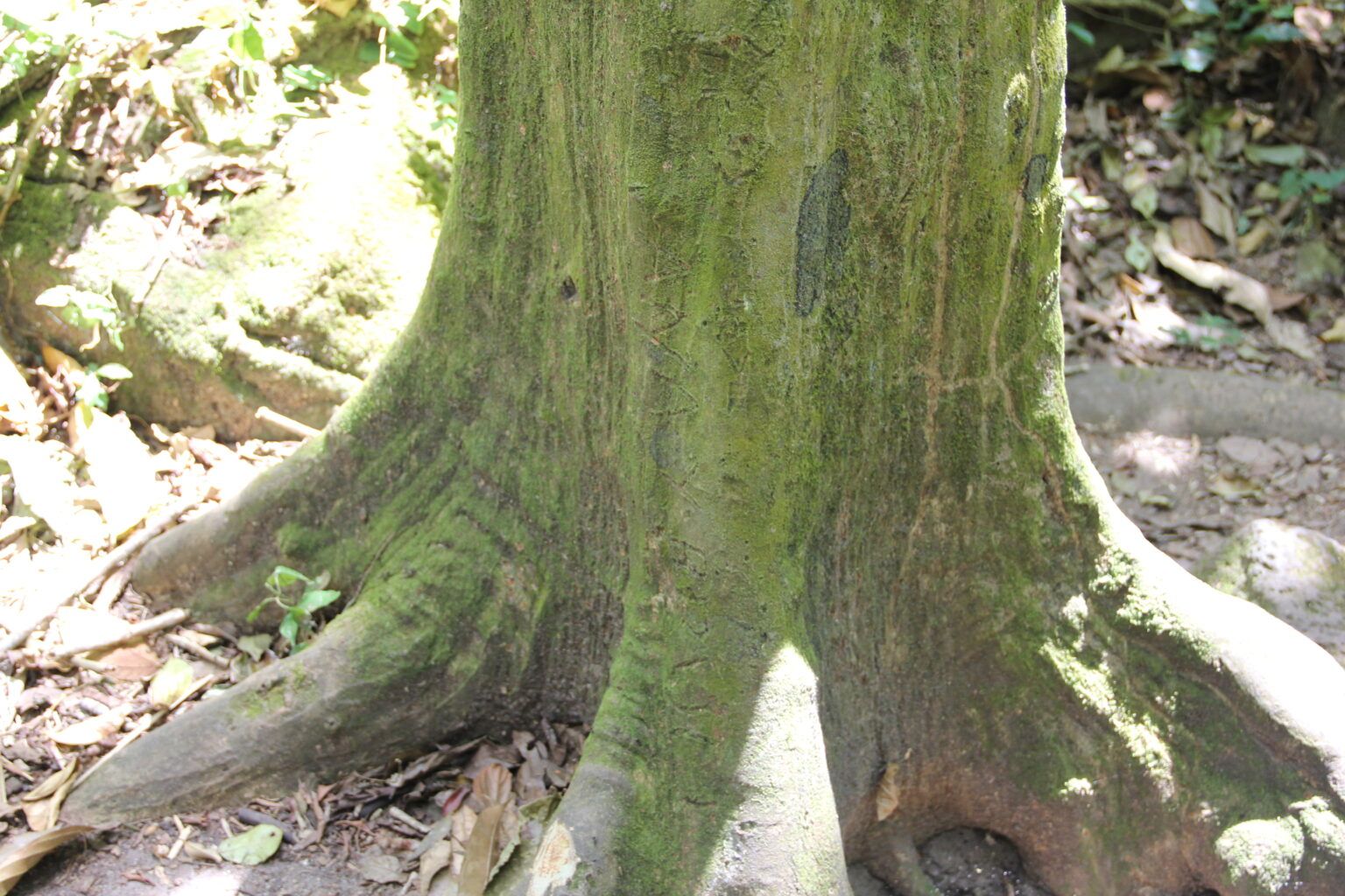 árbol Panamá archivos - Destinypty