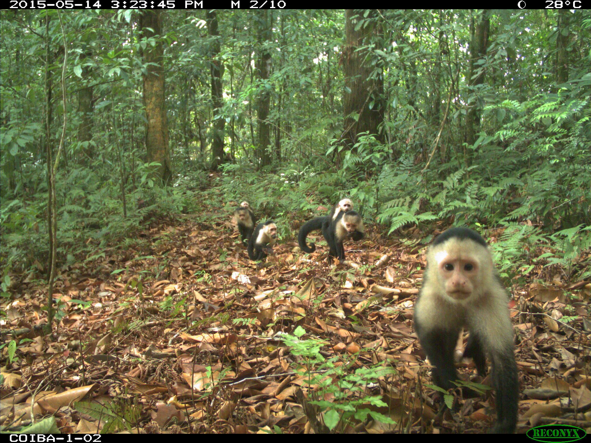 MONOS CAPUCHINOS BAJAN DE LOS ÁRBOLES EN ISLA COIBA - Destinypty